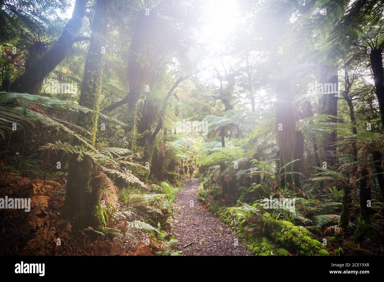 New Zealand forest Stock Photo - Alamy
