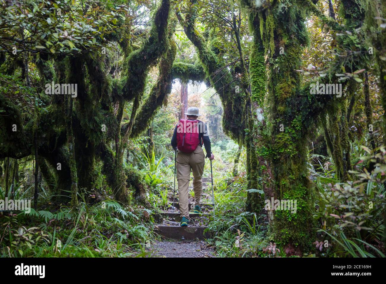 Hike in the forest Stock Photo - Alamy