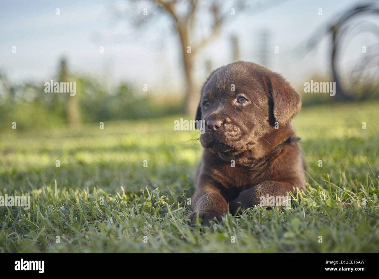 Sweet labrador puppy #5 Stock Photo - Alamy