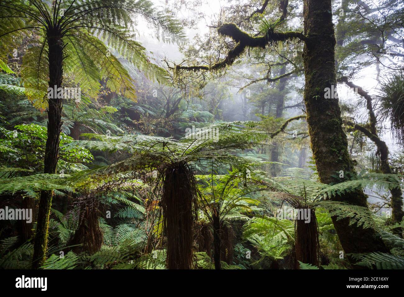 New Zealand forest Stock Photo - Alamy