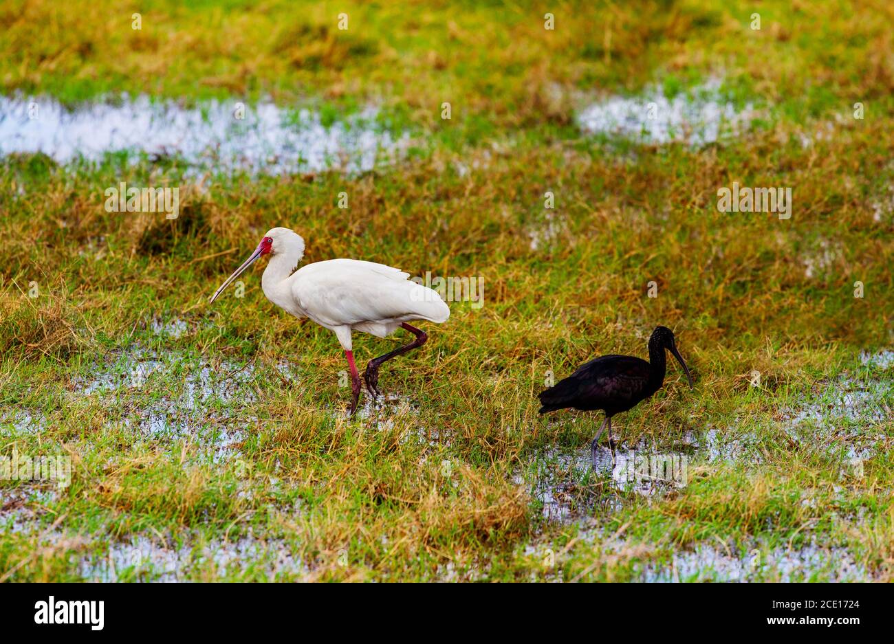Yellow-billed stork Ibis birds also called the wood storks is a large ...