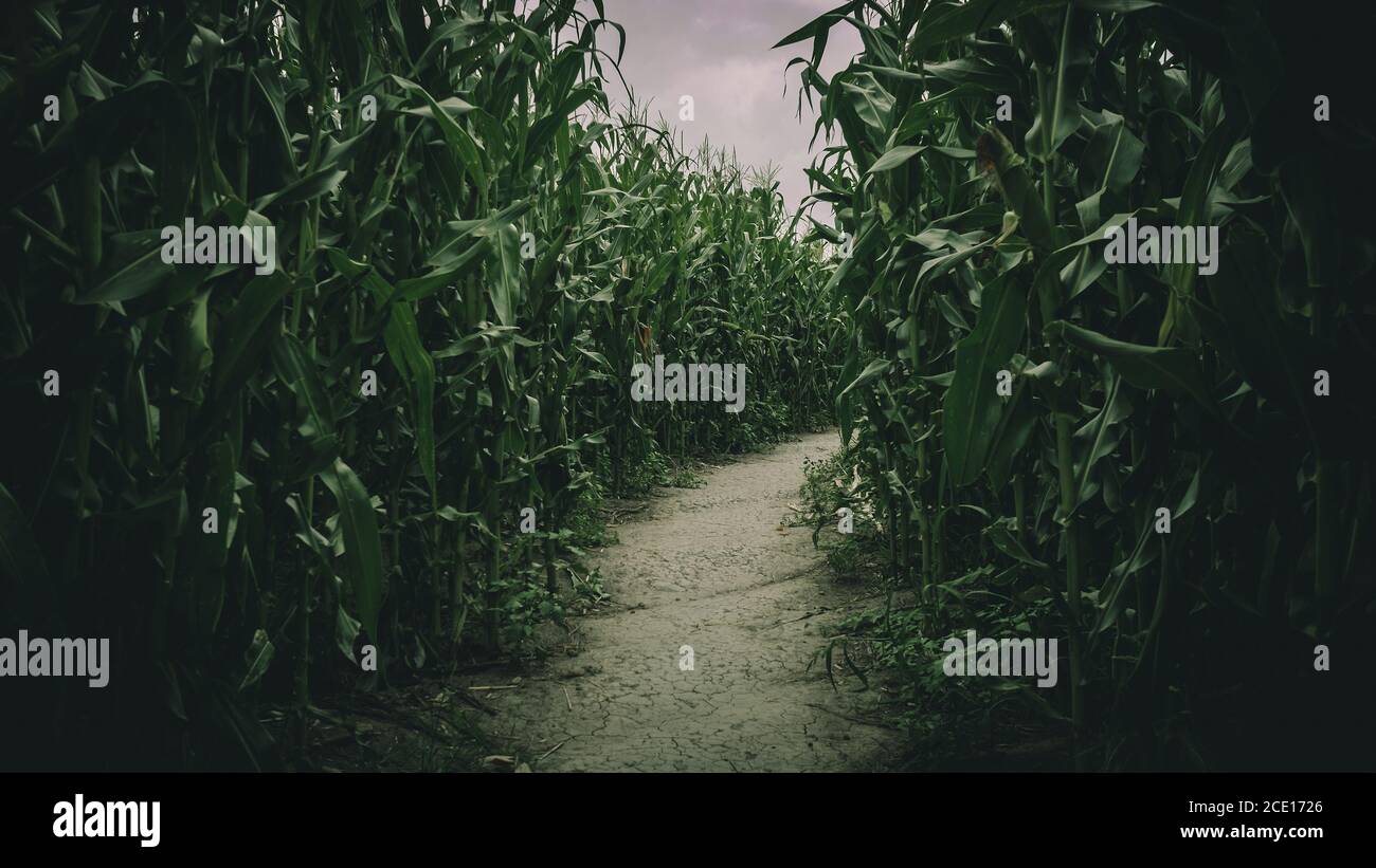 lost in spooky summer corn maze run, chasing and playing in labyrinth ...