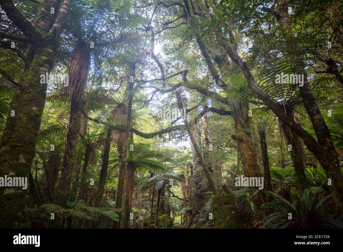New Zealand forest Stock Photo - Alamy