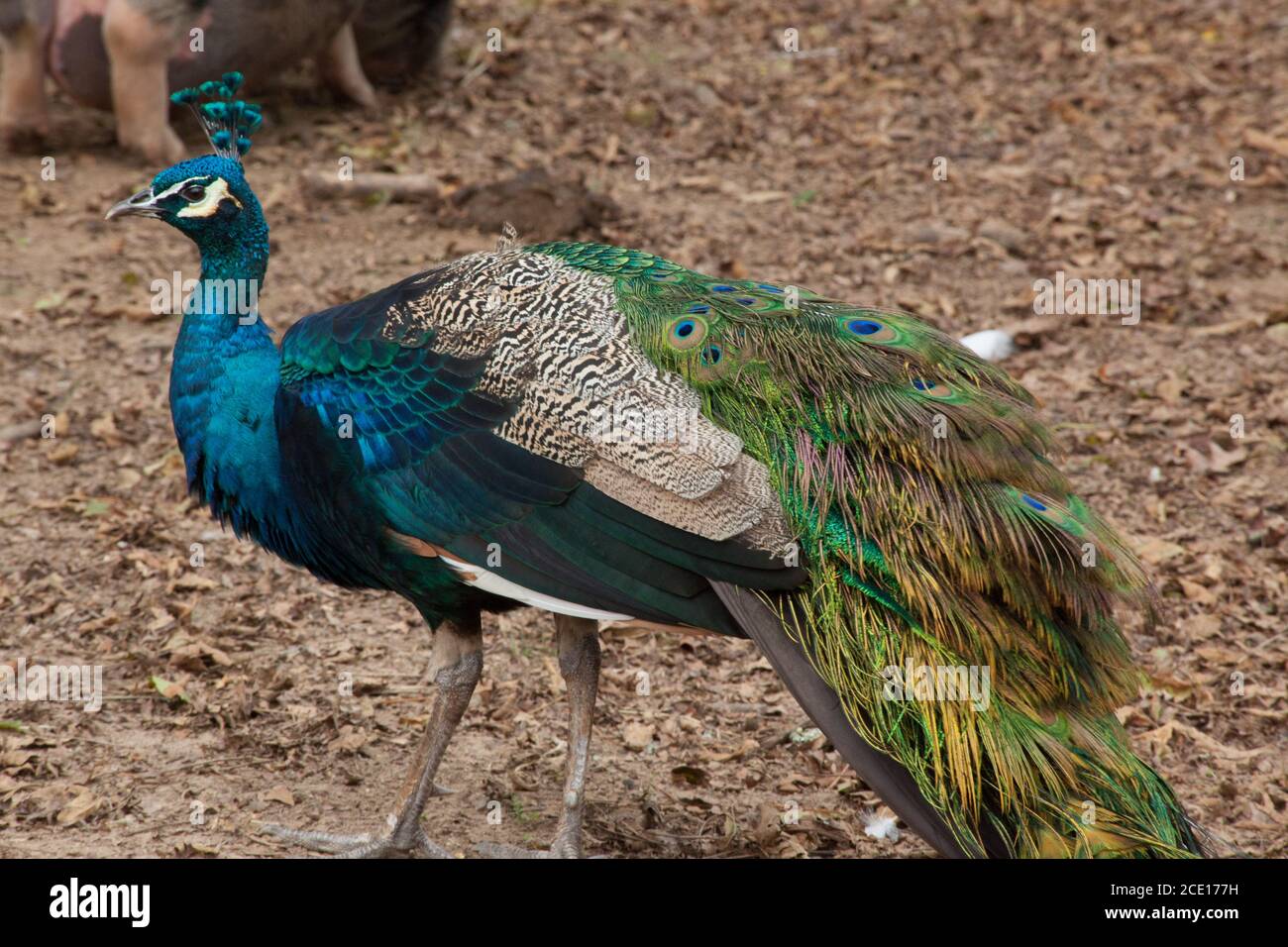 Peacock outdoors in a yard Stock Photo - Alamy