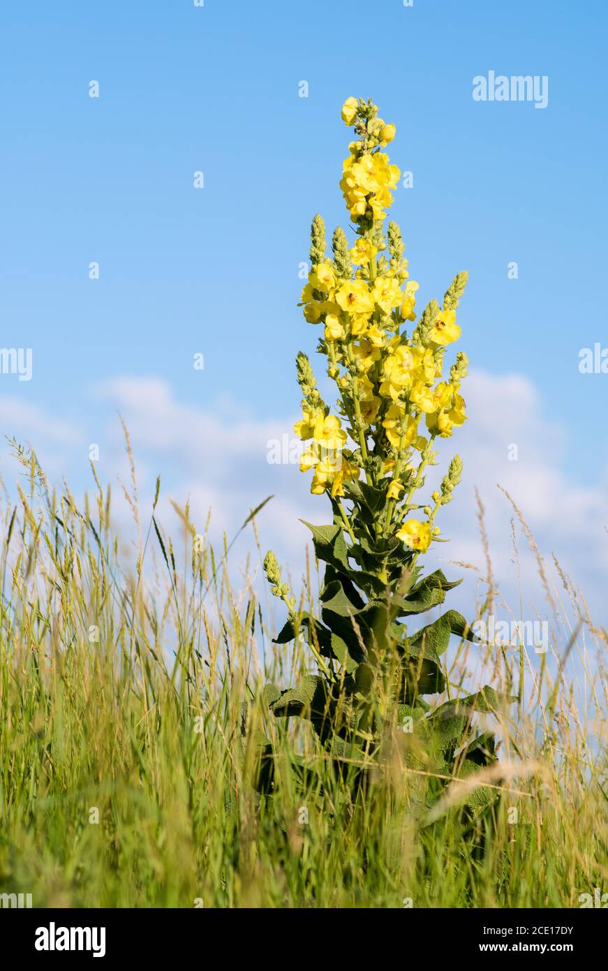 Mullein verbascum blooming on a meadow Stock Photo - Alamy