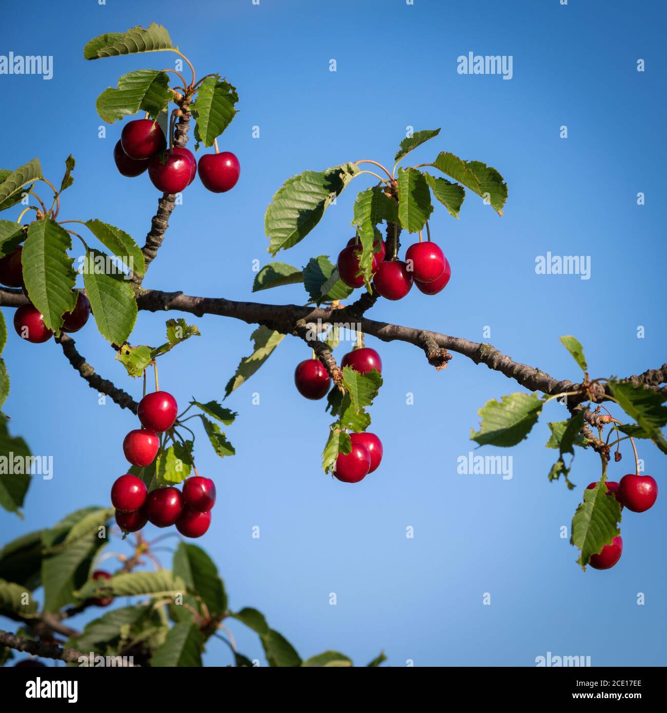 Fruity cherries on a cherry tree Stock Photo - Alamy