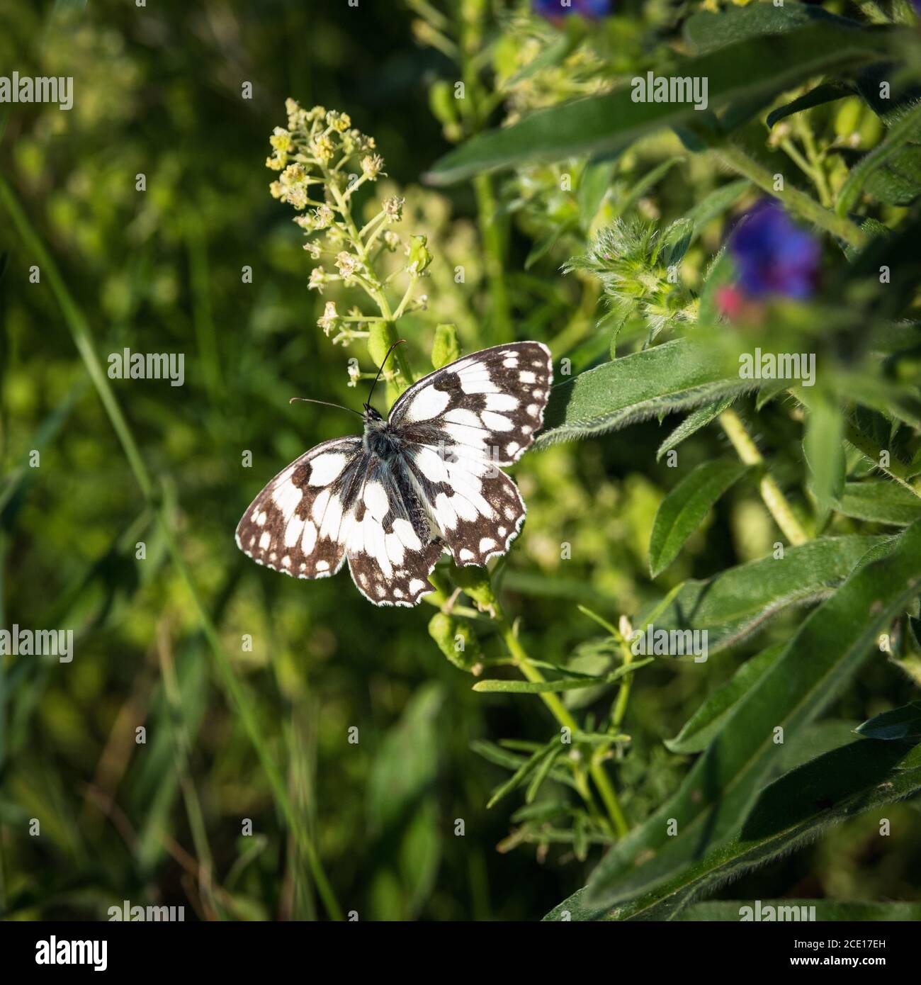 Butterfly western marbled white on a plant Stock Photo - Alamy