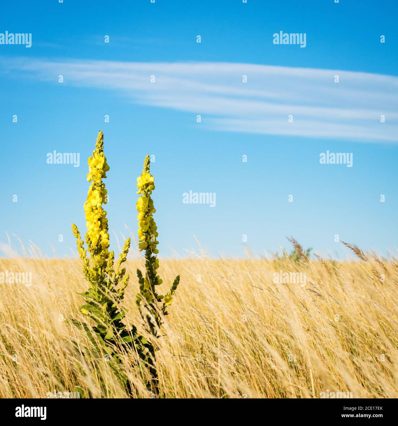 Mullein verbascum blooming on a meadow Stock Photo - Alamy