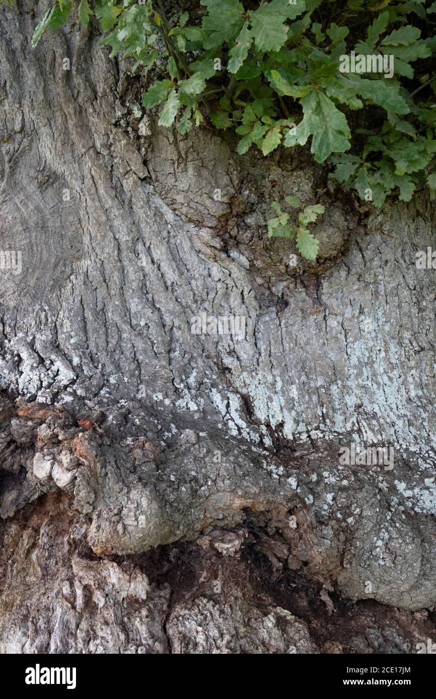 Trunk of an English Oak tree in Vowchurch Stock Photo - Alamy