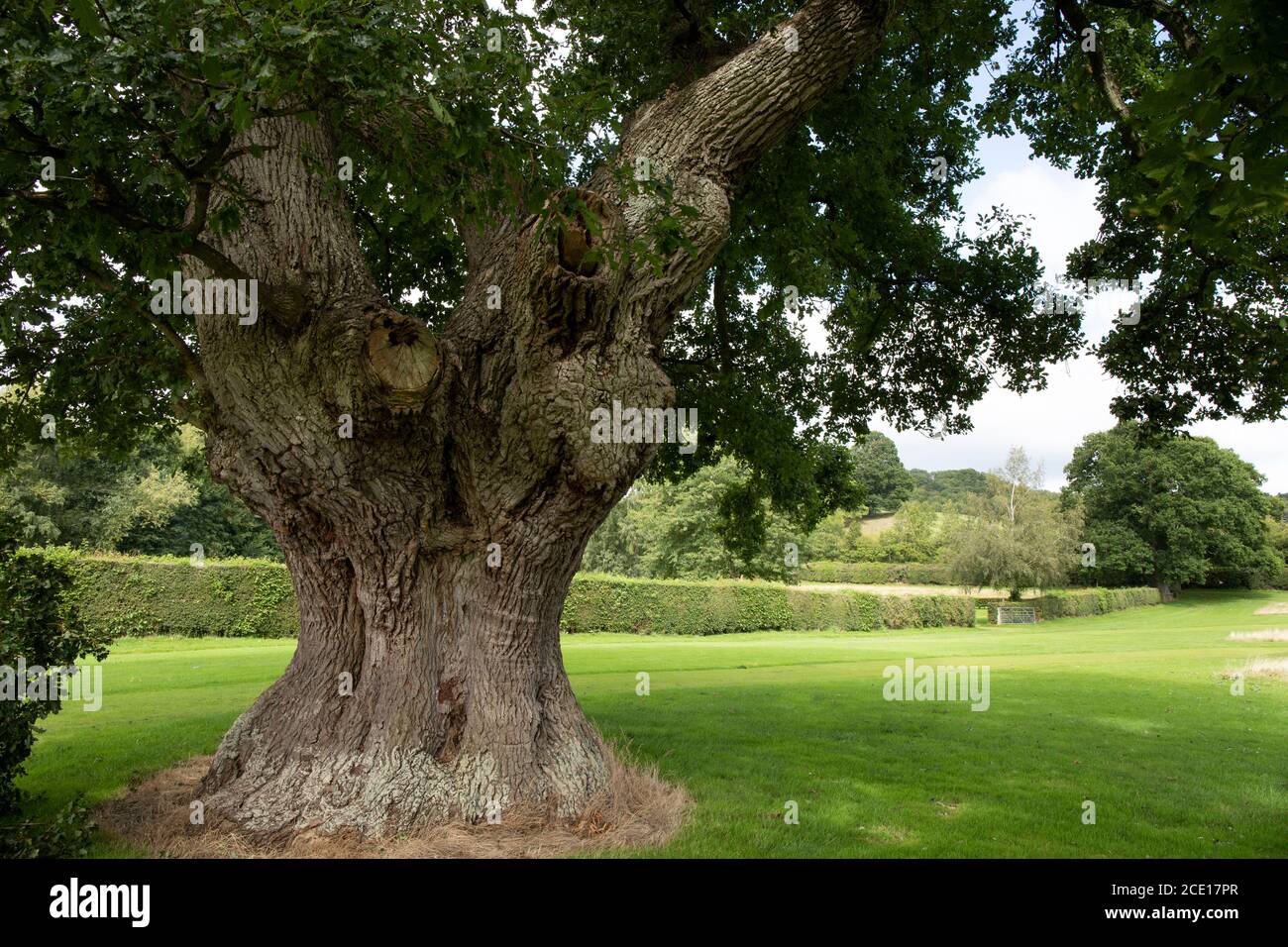 Traditional english oak tree hi-res stock photography and images - Alamy