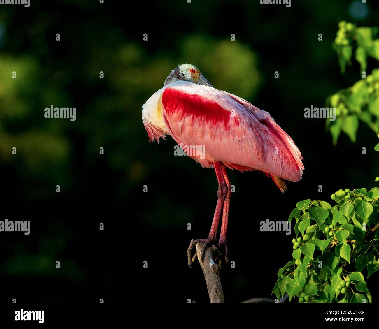 Roosting wading birds hi-res stock photography and images - Alamy