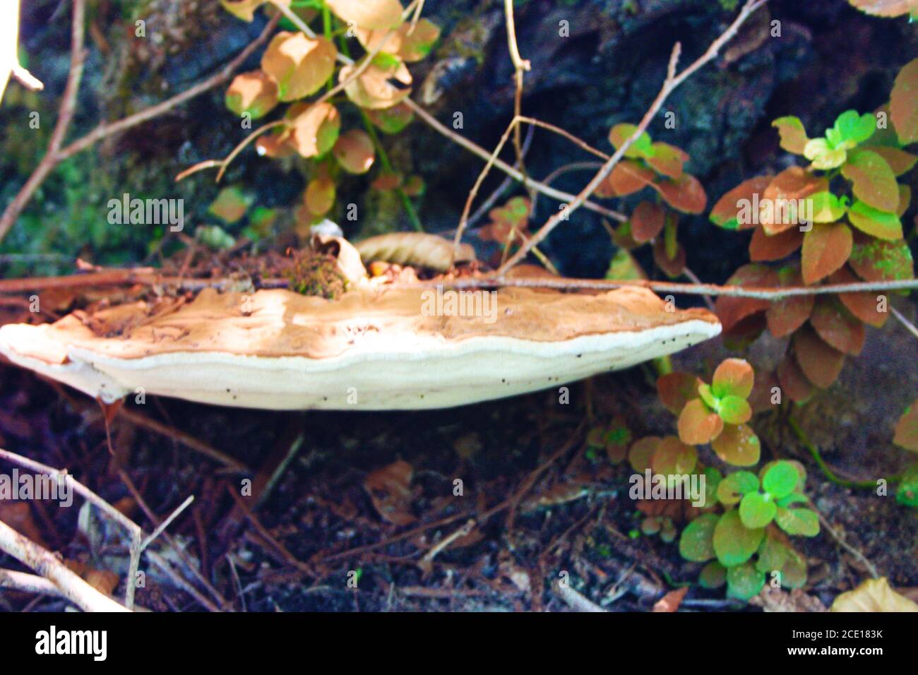 poisonous fungus or mold or disease pest of the bark of a tree trunk in ...