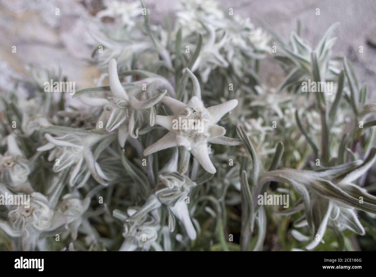 Edelweiss flowers hi-res stock photography and images - Alamy