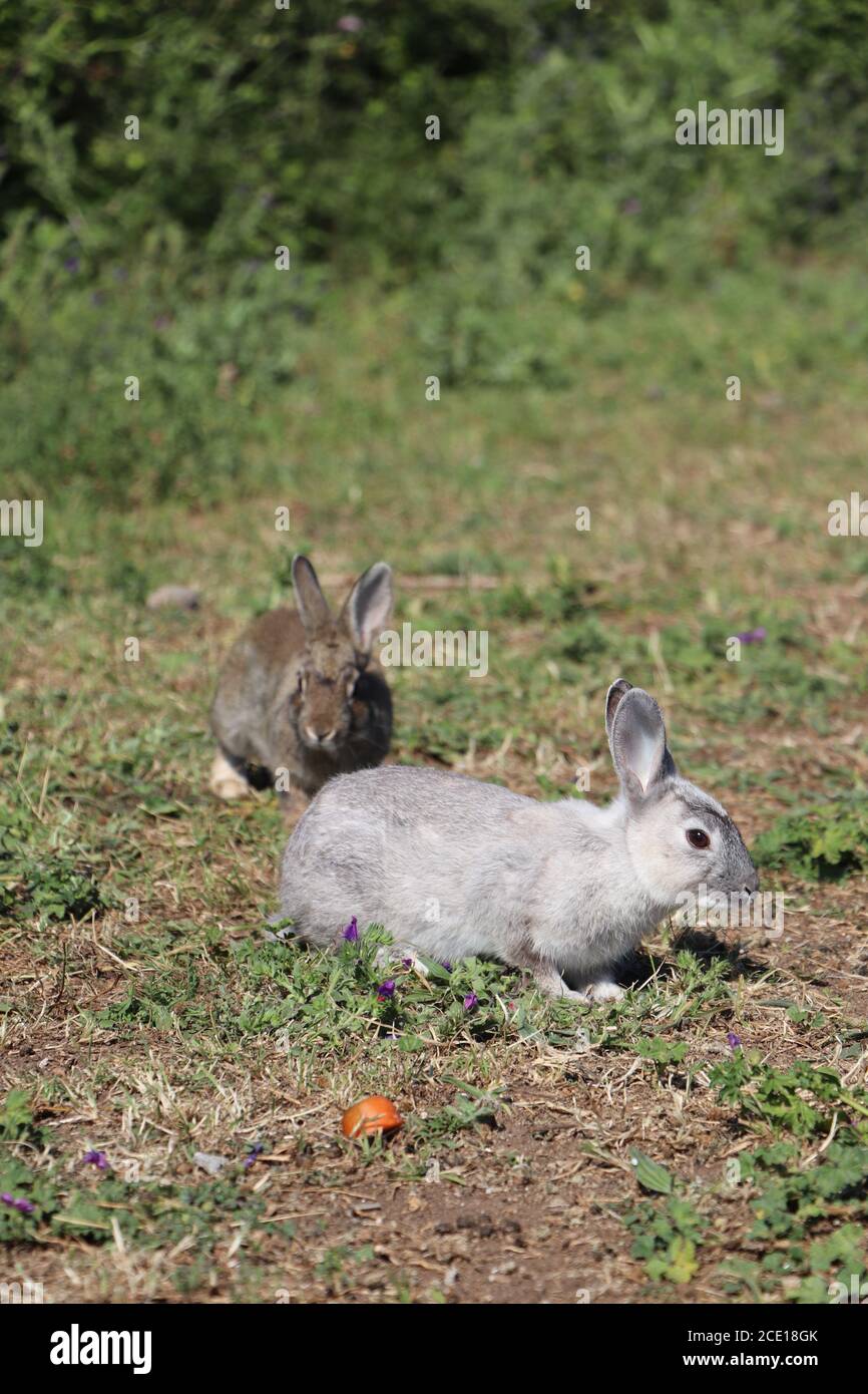 sweet bunny rabbits in the park Stock Photo - Alamy