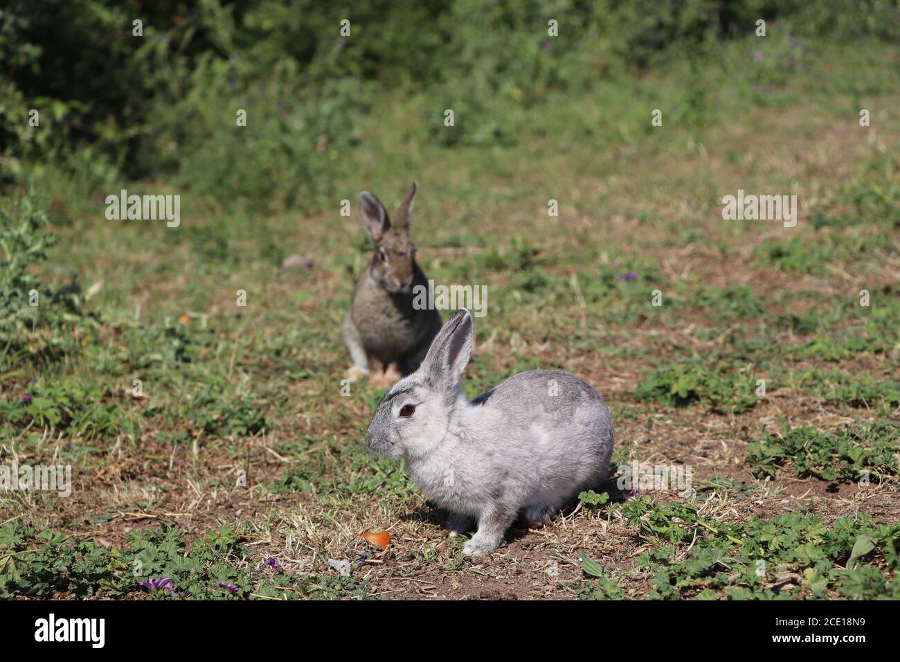 sweet bunny rabbits in the park Stock Photo - Alamy