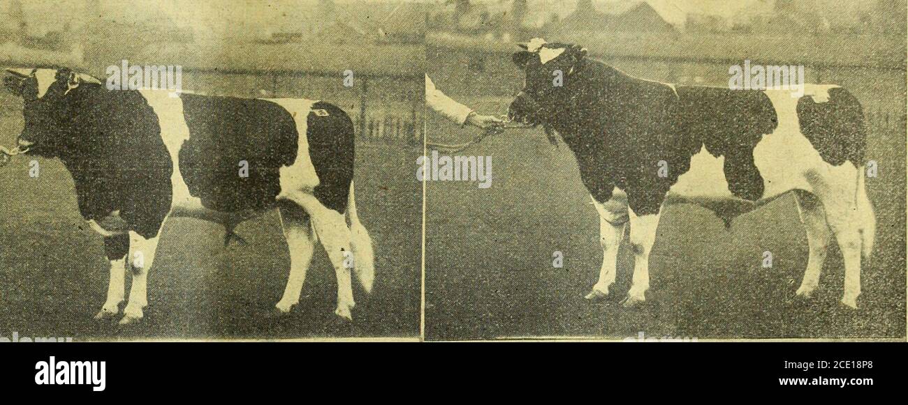 Early texas cattle ranches hi-res stock photography and images - Alamy