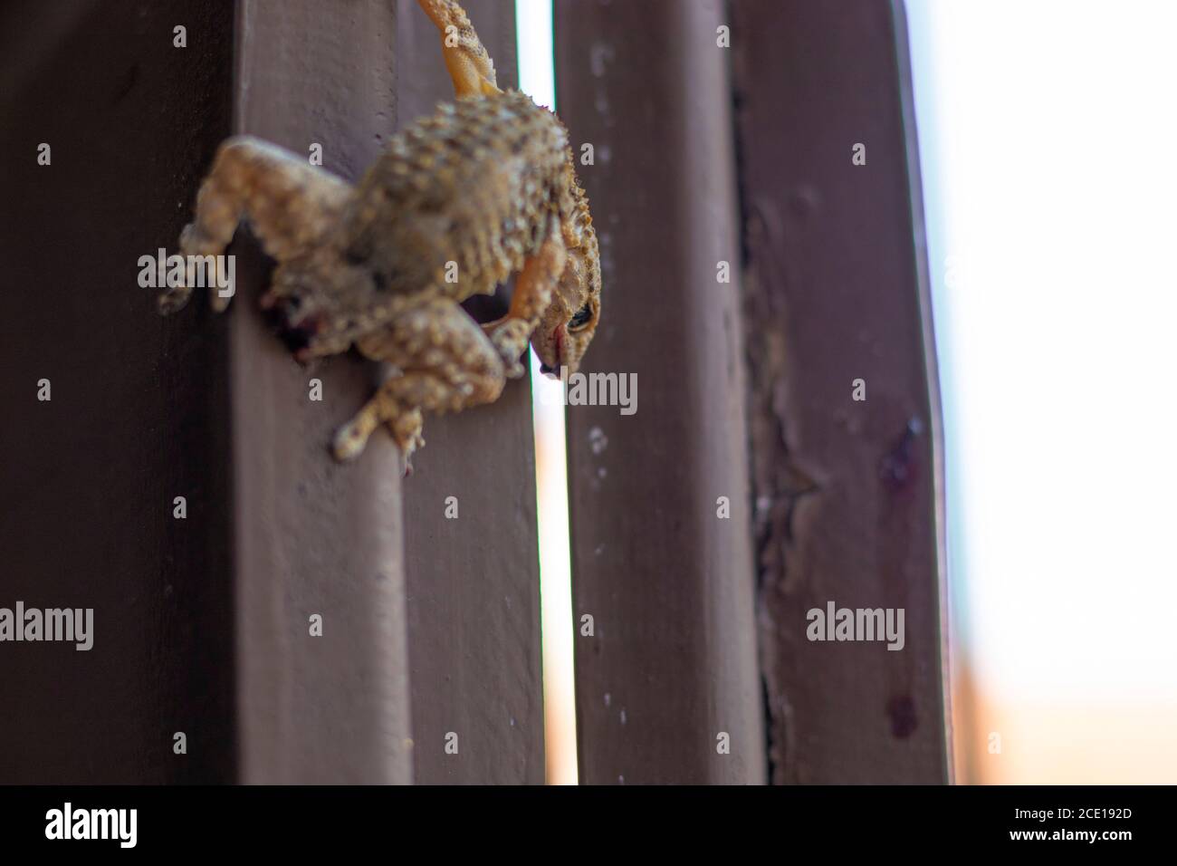 Lonely Snake High Resolution Stock Photography and Images - Alamy