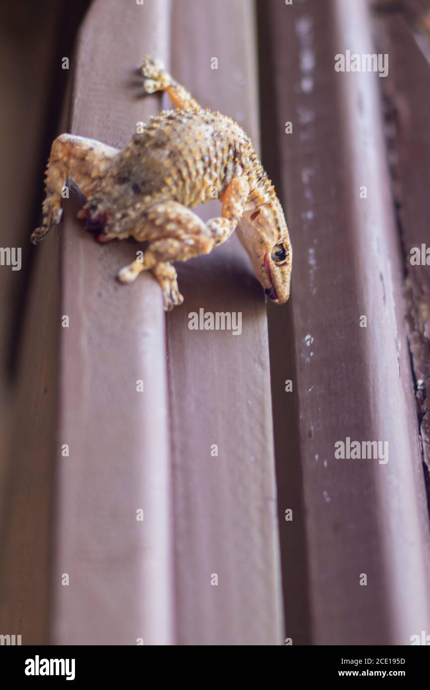 Lonely alive lizard on window, Padua Stock Photo - Alamy