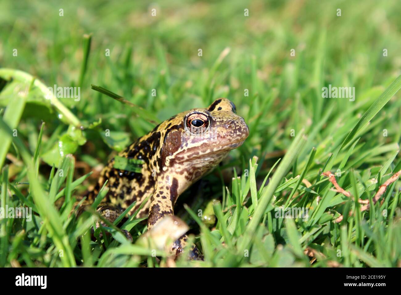 Lawn frog hi-res stock photography and images - Alamy