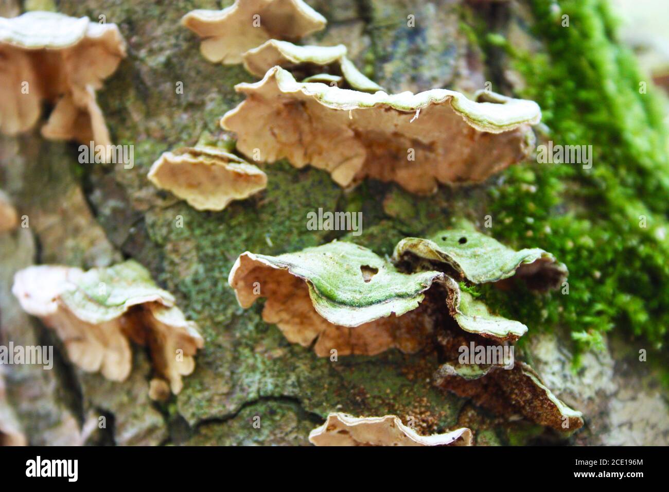 poisonous fungus or mold or disease pest of the bark of a tree trunk in ...