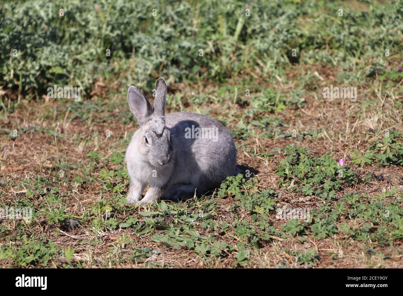 sweet bunny rabbits in the park Stock Photo - Alamy