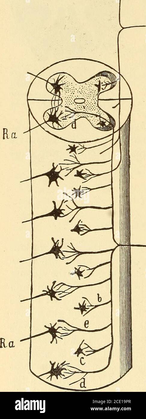 Various nerve roots hi-res stock photography and images - Alamy