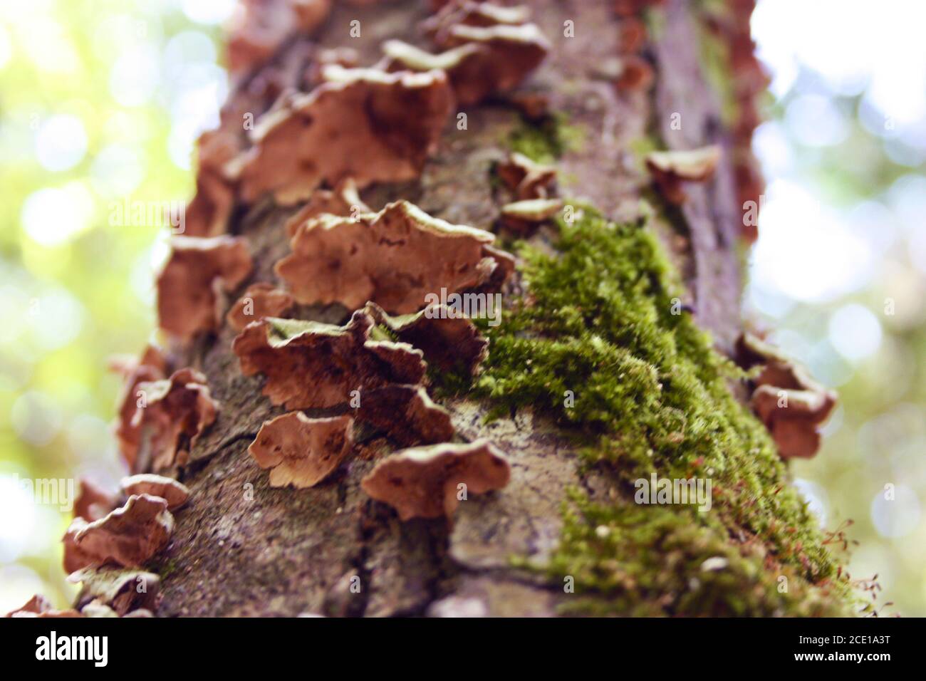 poisonous fungus or mold or disease pest of the bark of a tree trunk in ...