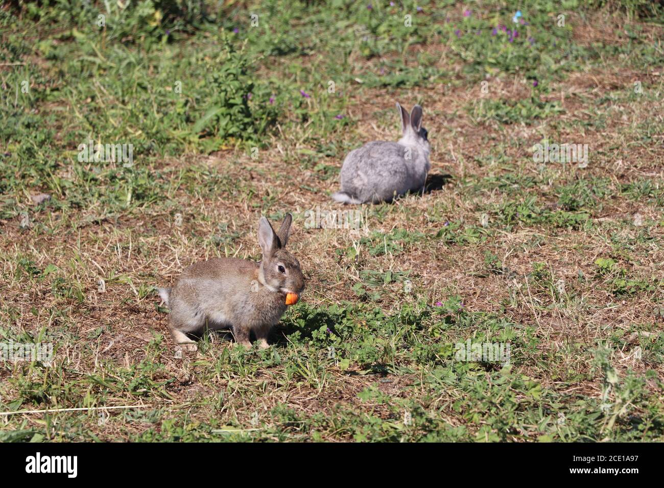 sweet bunny rabbits in the park Stock Photo - Alamy