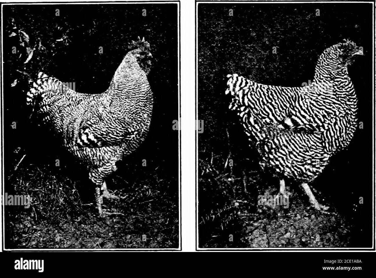 Rhode island reds Black and White Stock Photos & Images - Alamy