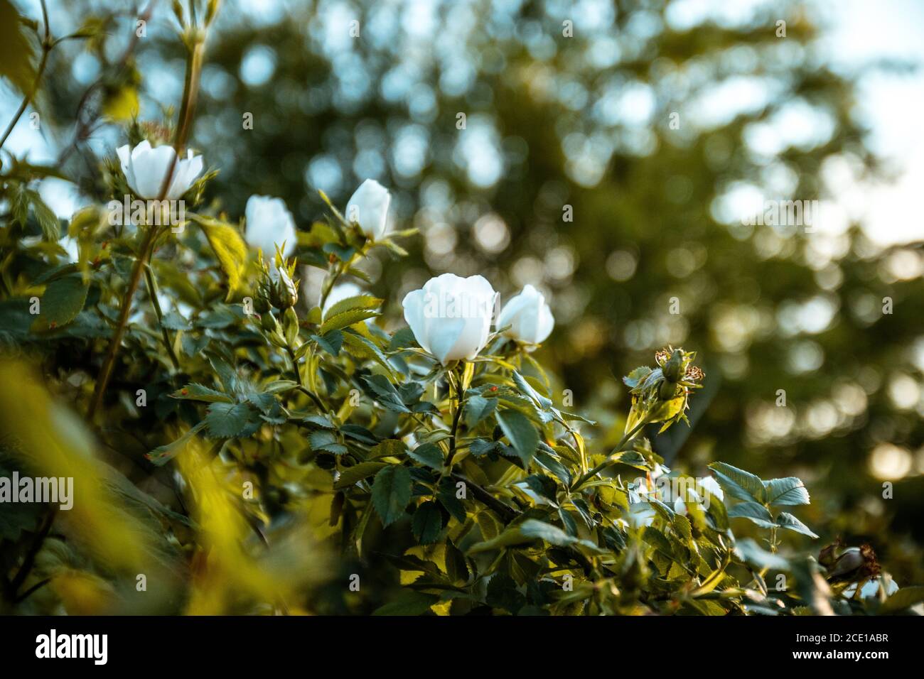 Rose flower under sun hi-res stock photography and images - Alamy