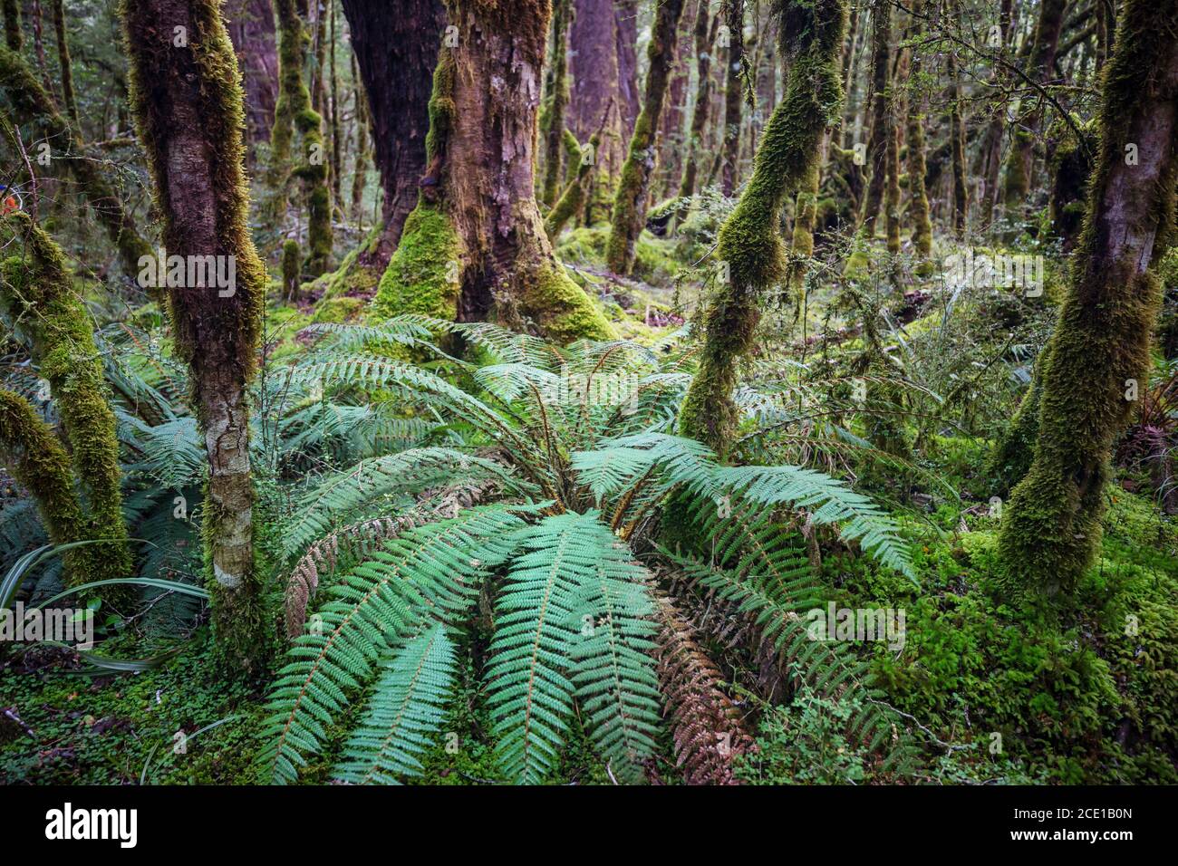 New Zealand forest Stock Photo - Alamy