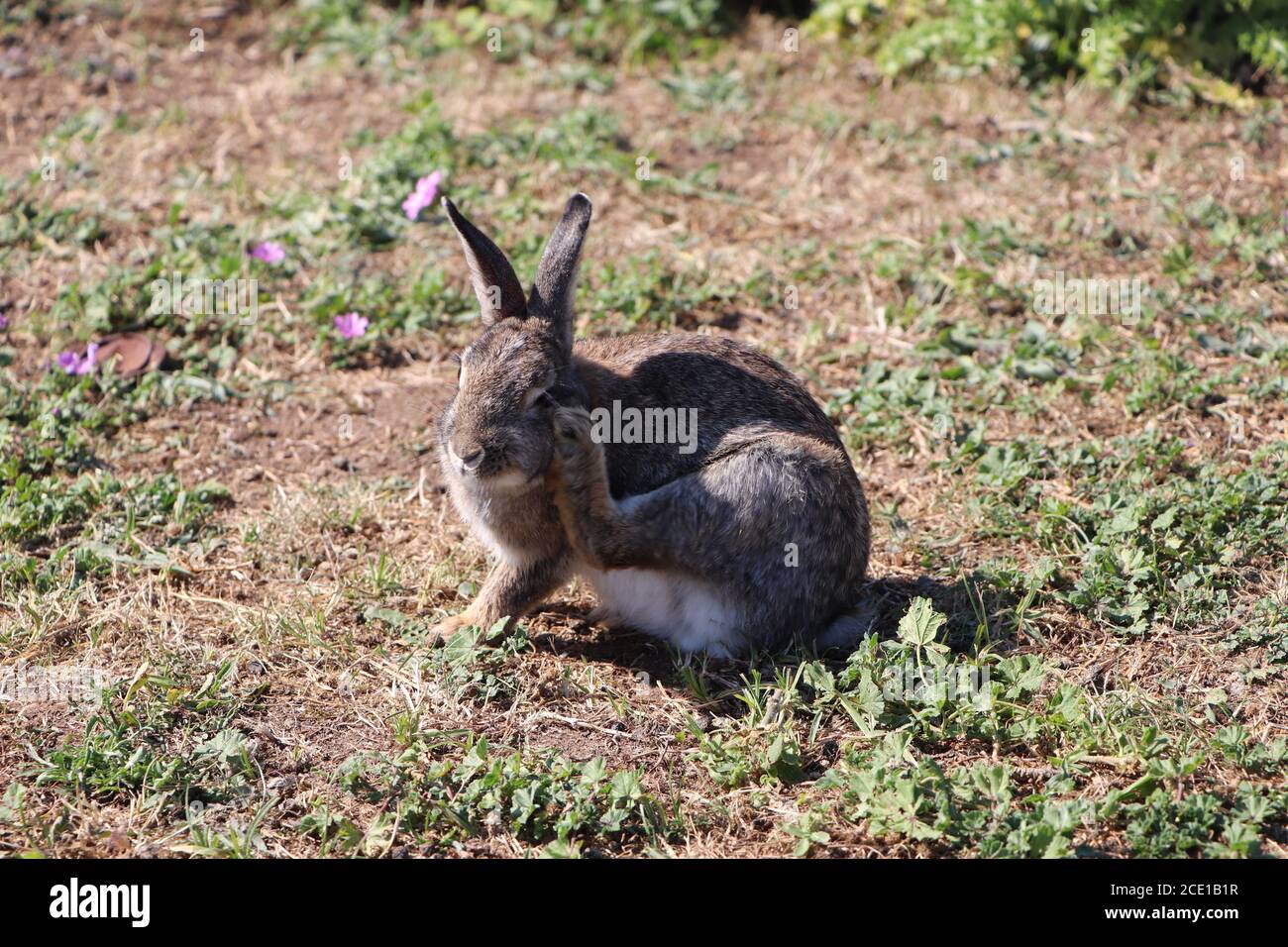 sweet bunny rabbits in the park Stock Photo - Alamy