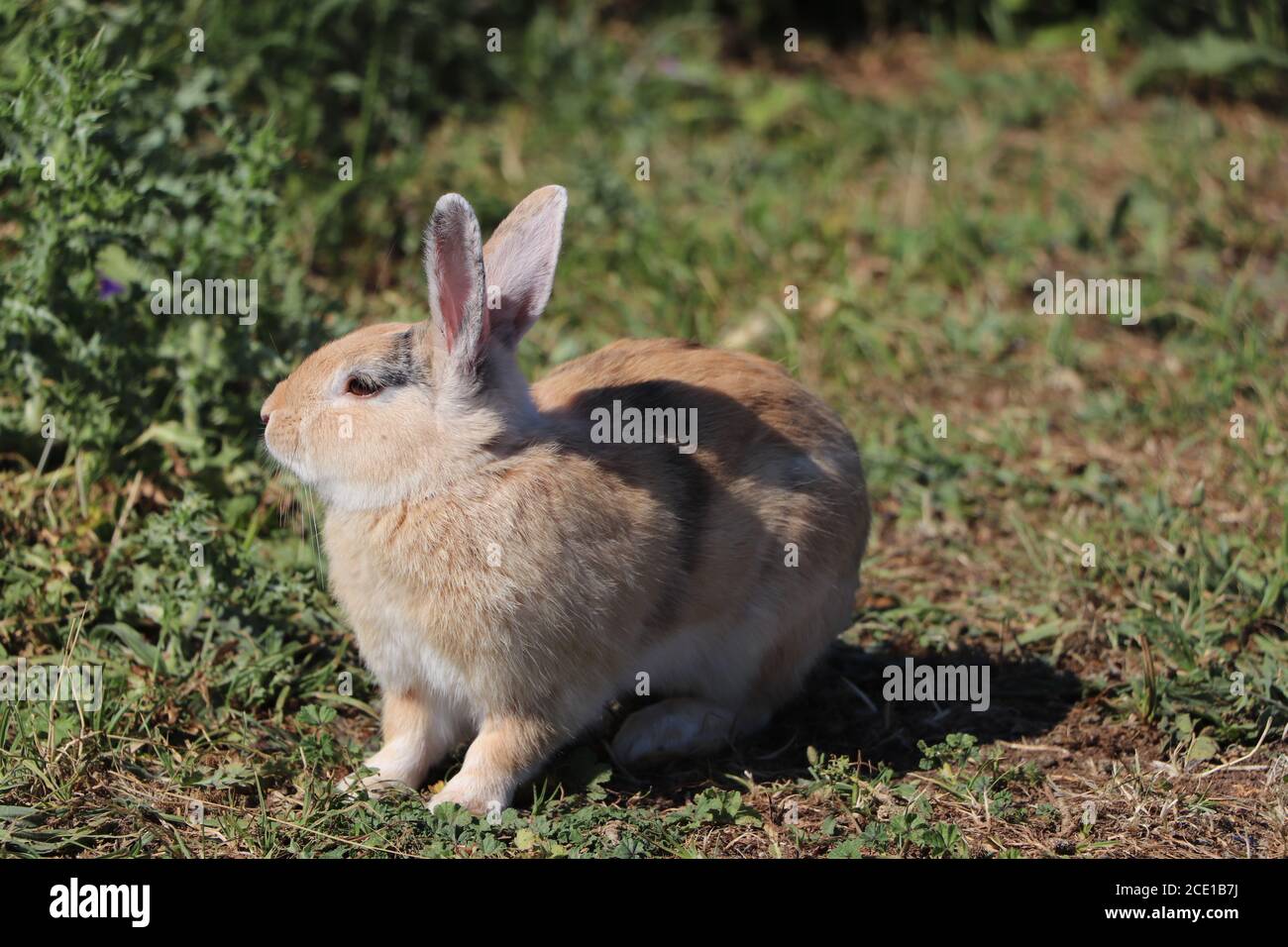 Bunny park hi-res stock photography and images - Alamy