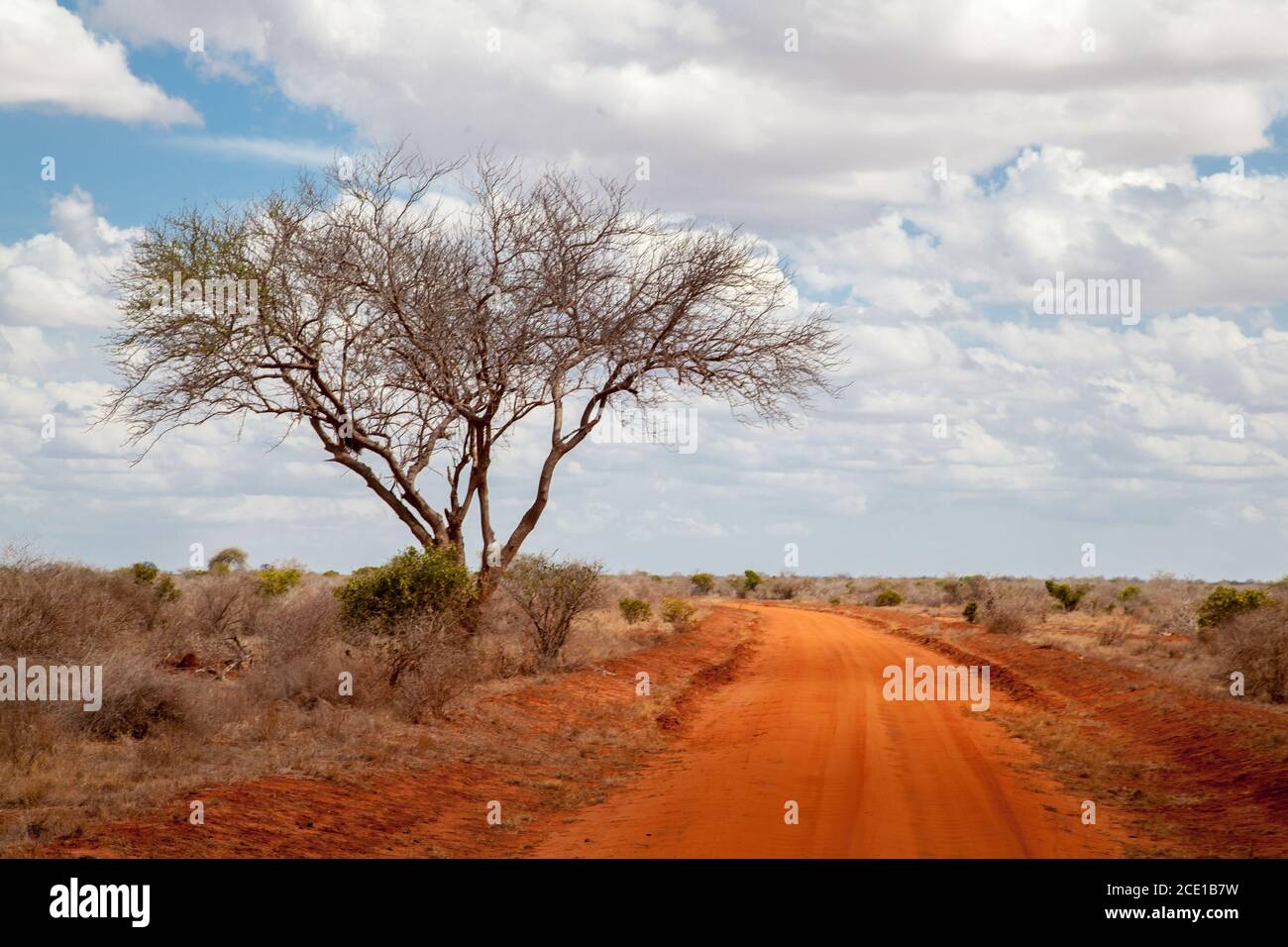 Big tree in the savannah of Kenya, red soil, way through landscape ...