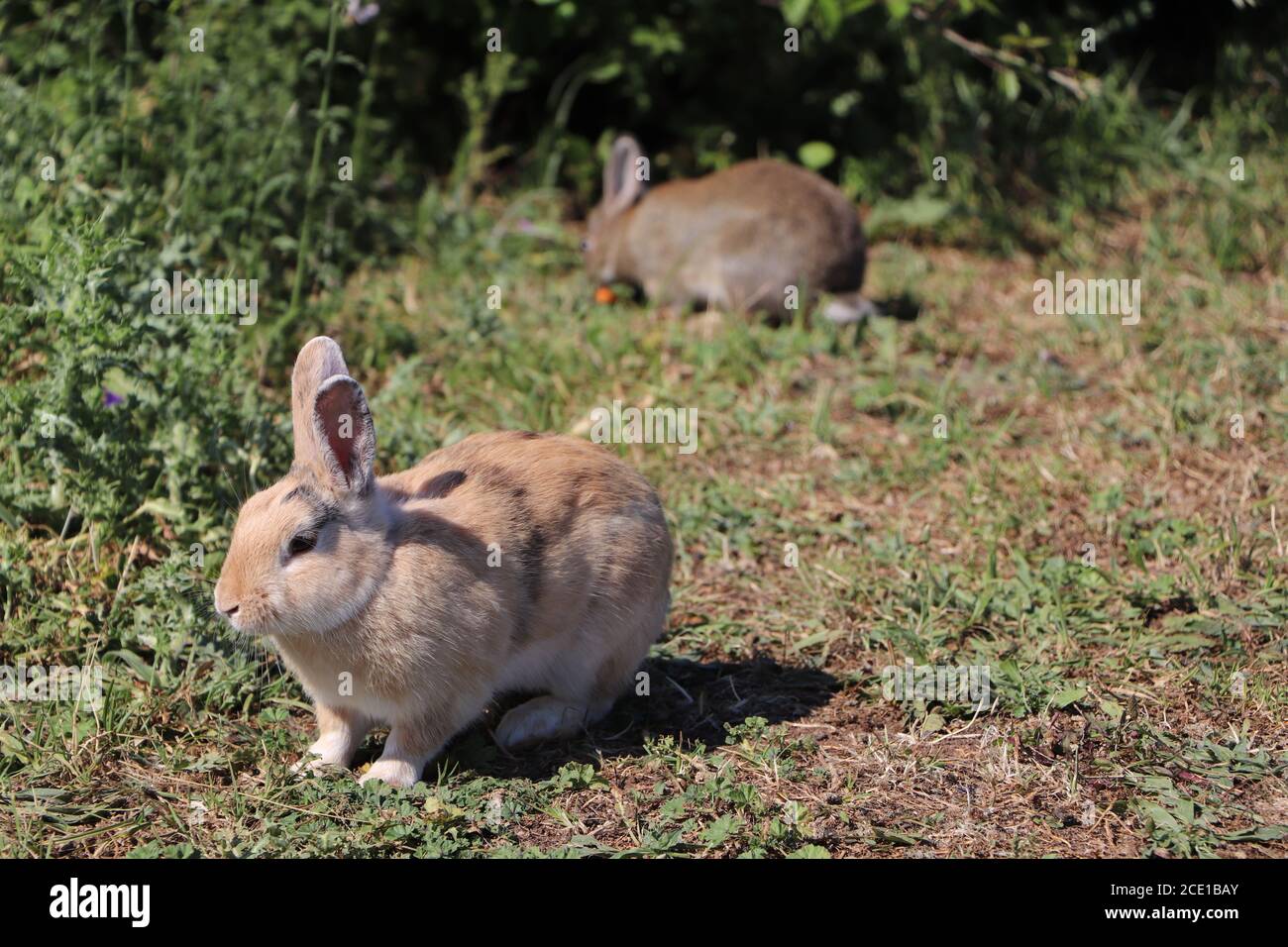 sweet bunny rabbits in the park Stock Photo - Alamy