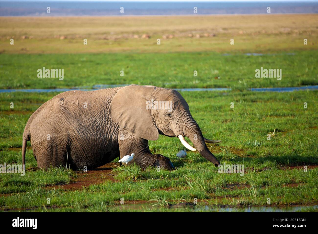 One elephant hi-res stock photography and images - Alamy