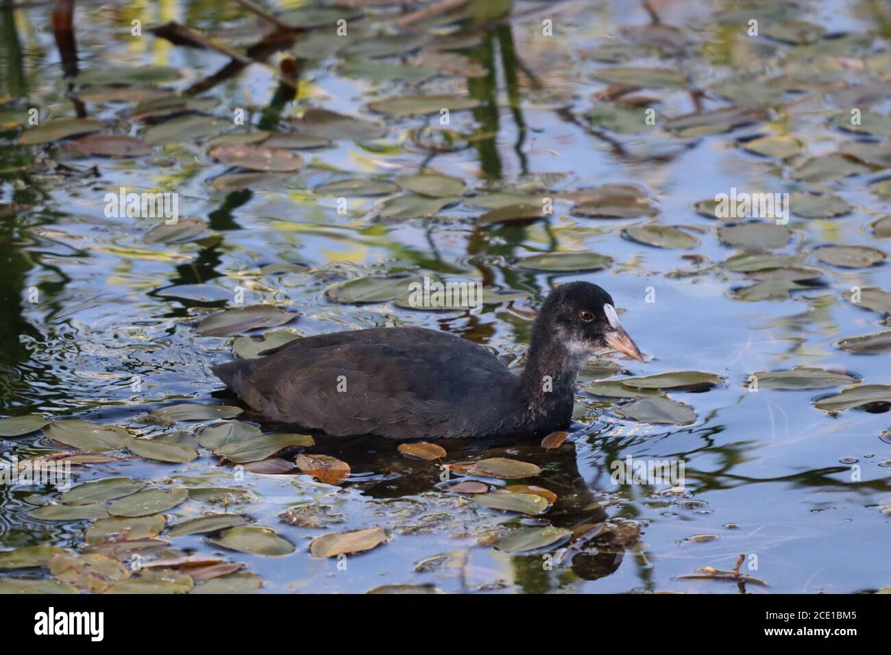 Coot on a pond, England, Britain Stock Photo - Alamy