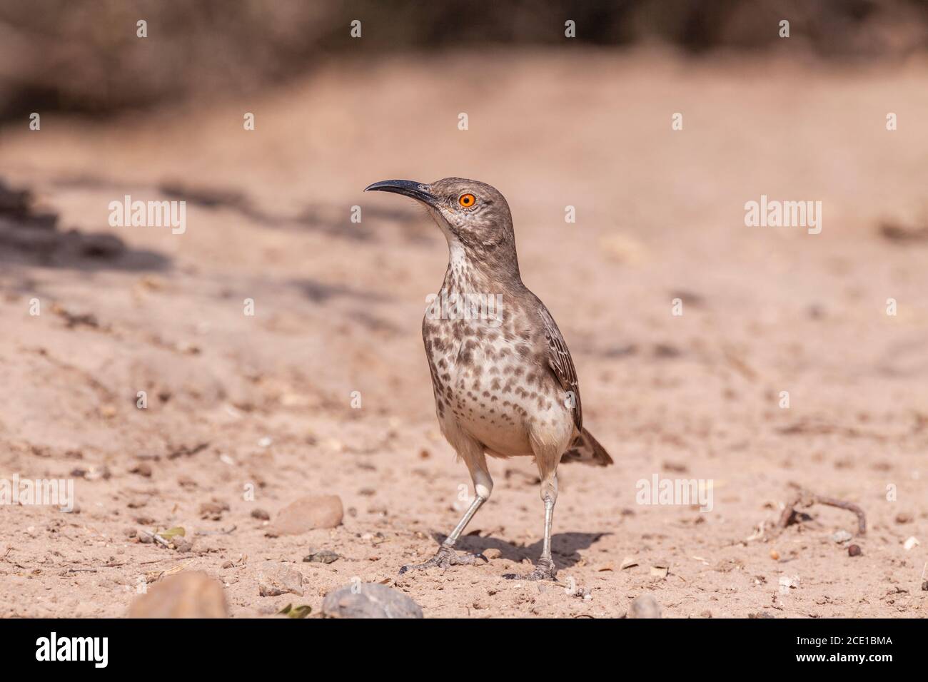 Curve-billed Thrasher, Toxostoma curvirostre at the Javelina-Martin ...
