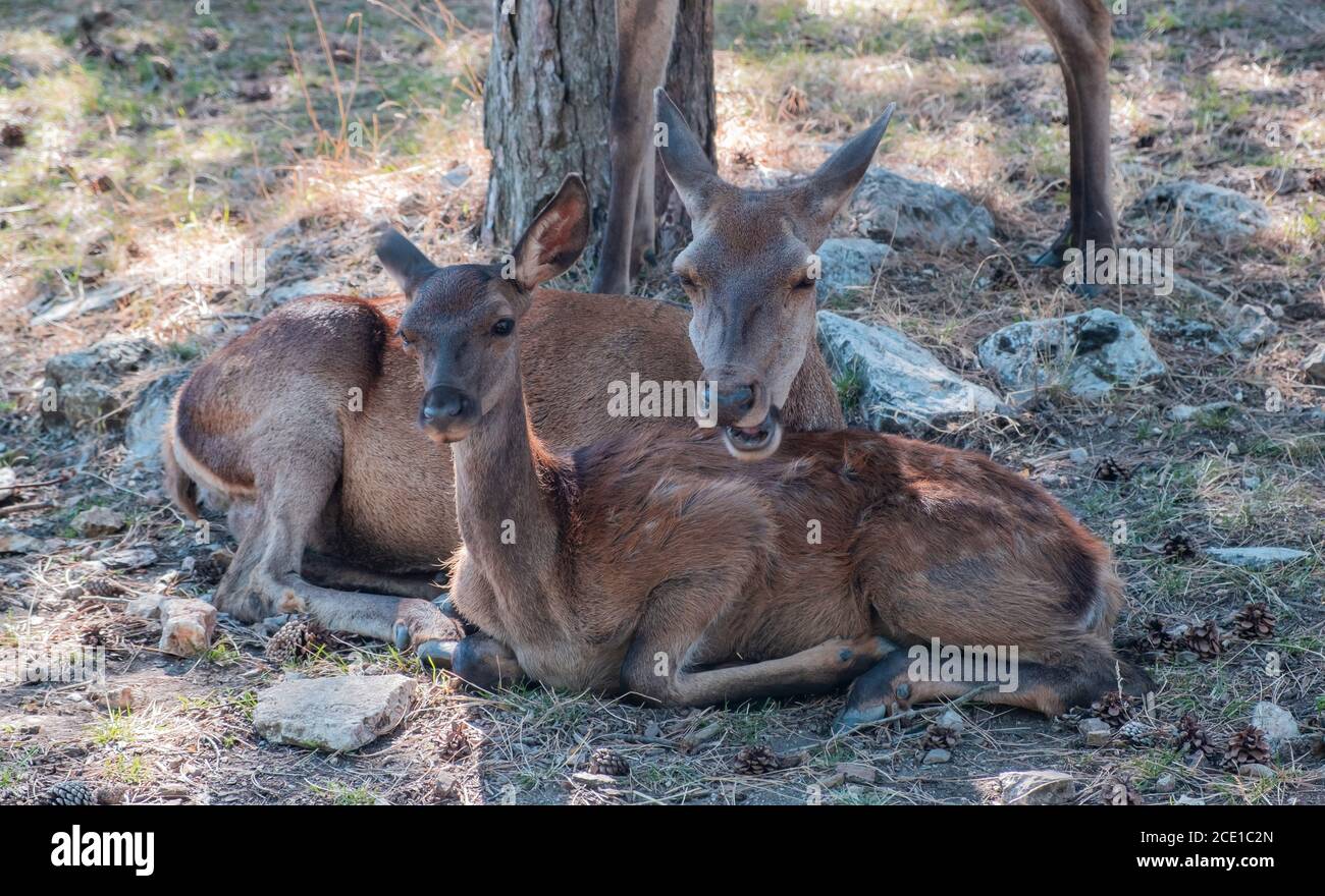 Wild red deer mother and child, Cervus elaphus, at Parnitha forest ...