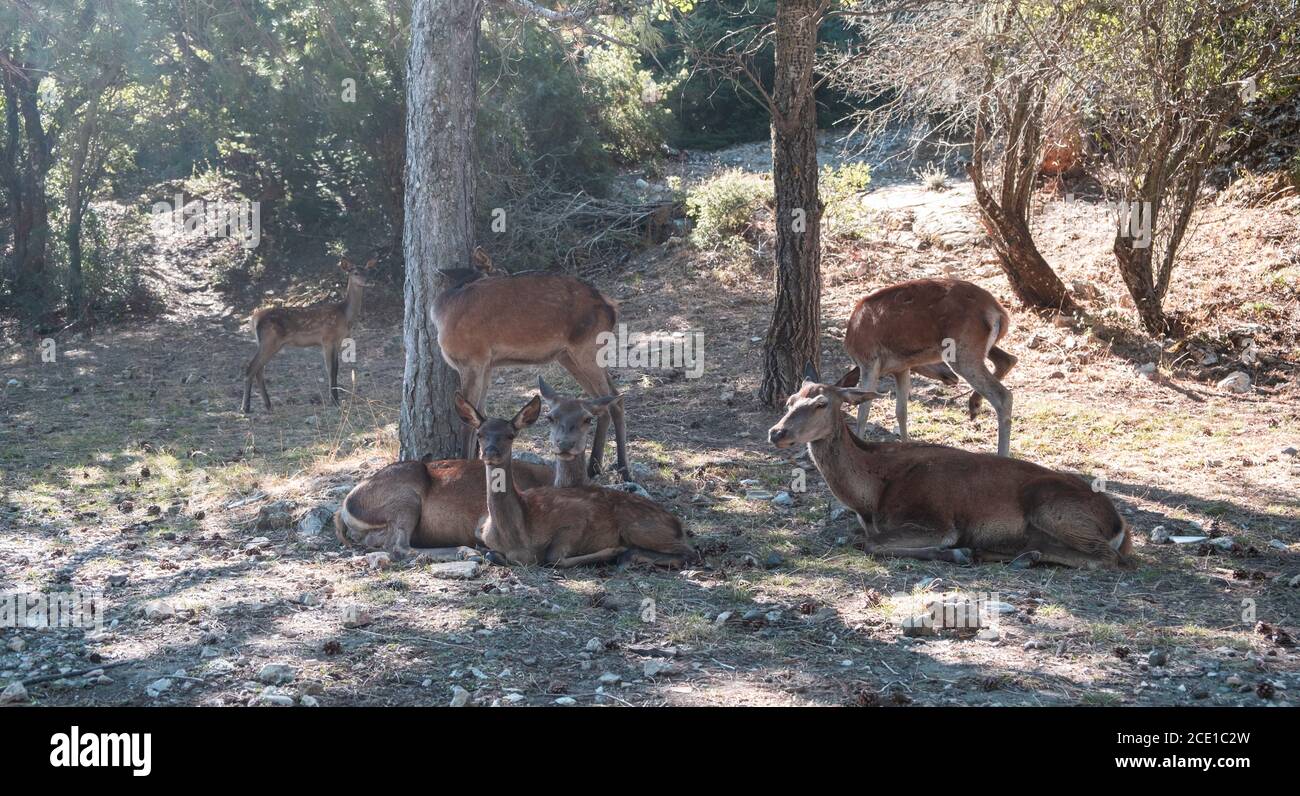 Wild animals greece hi-res stock photography and images - Alamy
