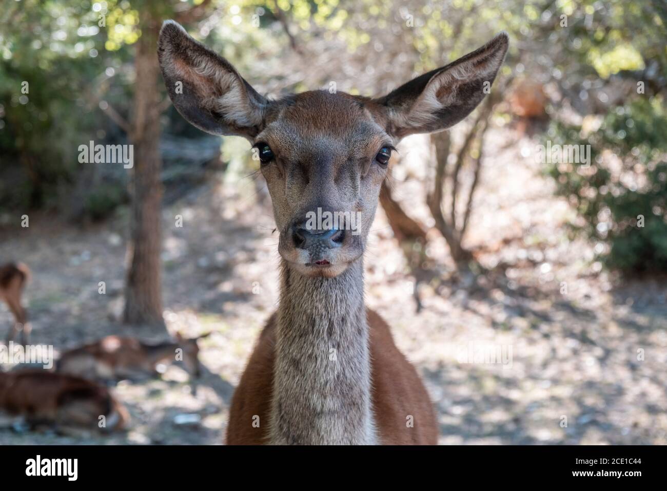Red doe hi-res stock photography and images - Alamy