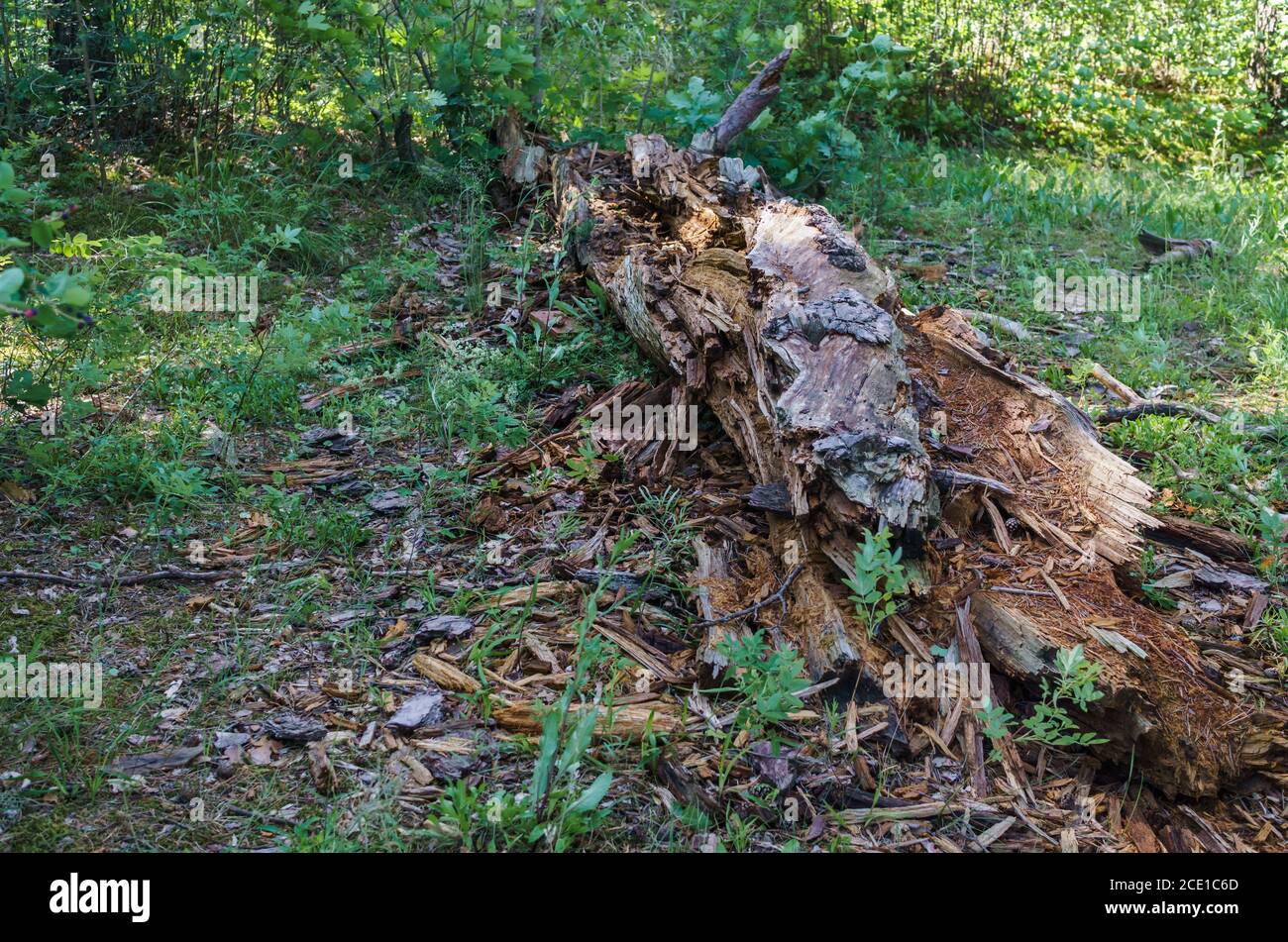 Dead tree from the beetle bark beetle in the forest Stock Photo - Alamy