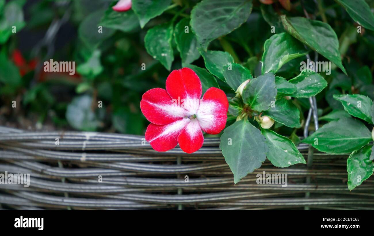 Beautiful Red-white balsam flower in a flower pot Stock Photo - Alamy