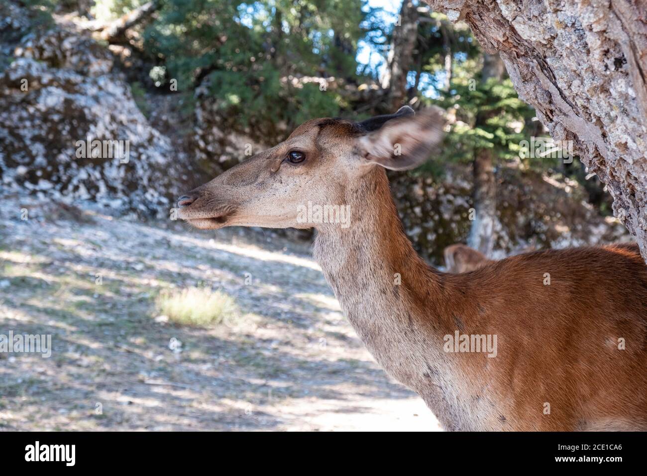 Red doe hi-res stock photography and images - Alamy