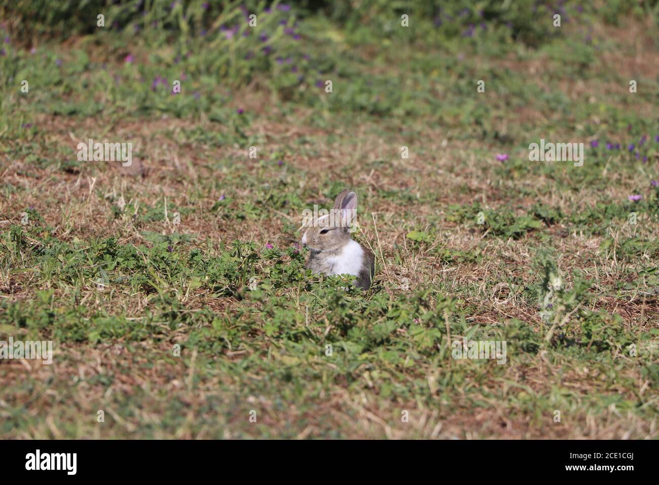 sweet bunny rabbits in the park Stock Photo - Alamy