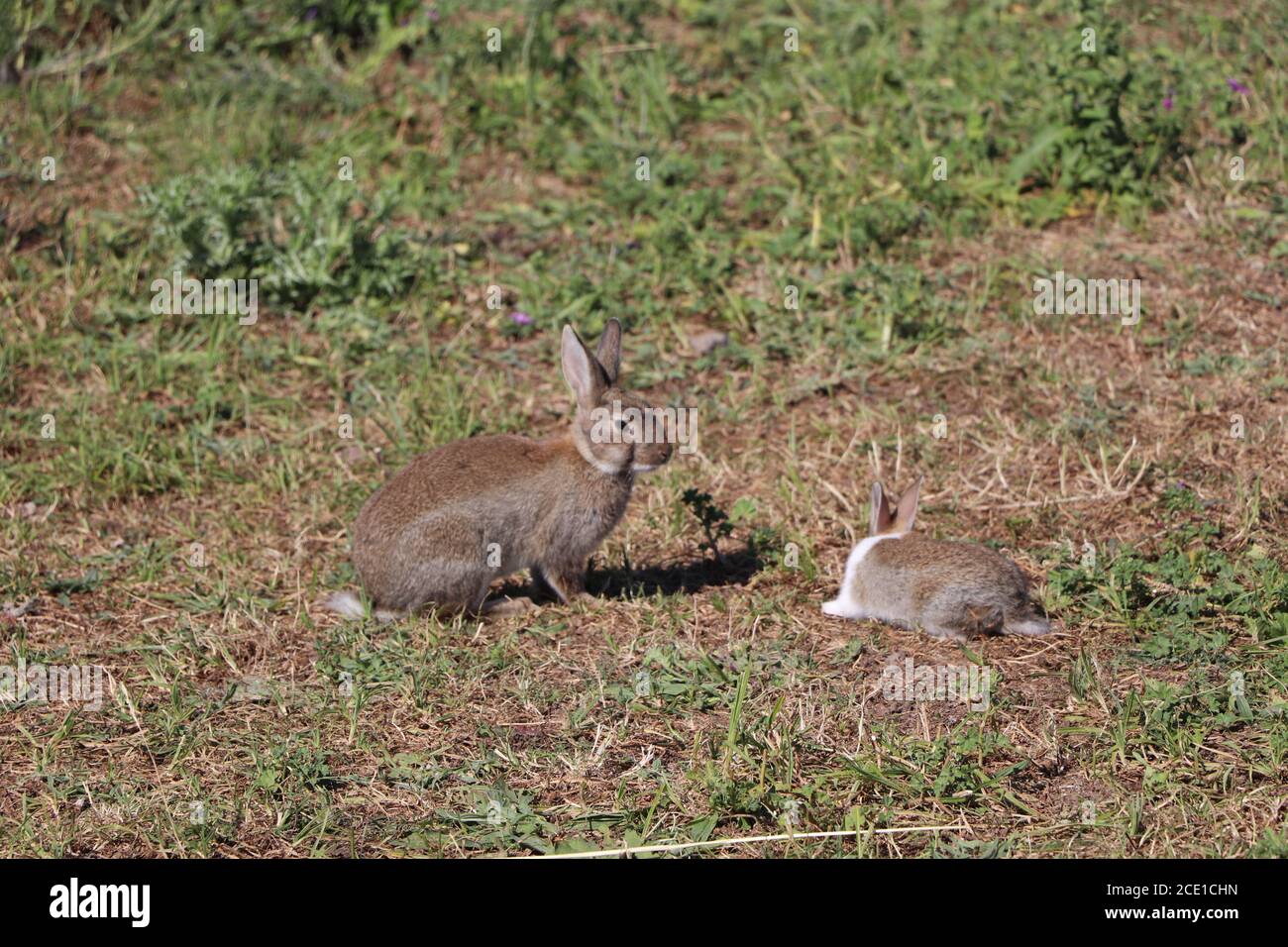 Bunny petting zoo hi-res stock photography and images - Alamy