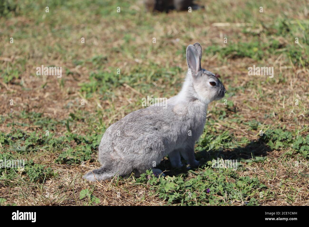 sweet bunny rabbits in the park Stock Photo - Alamy