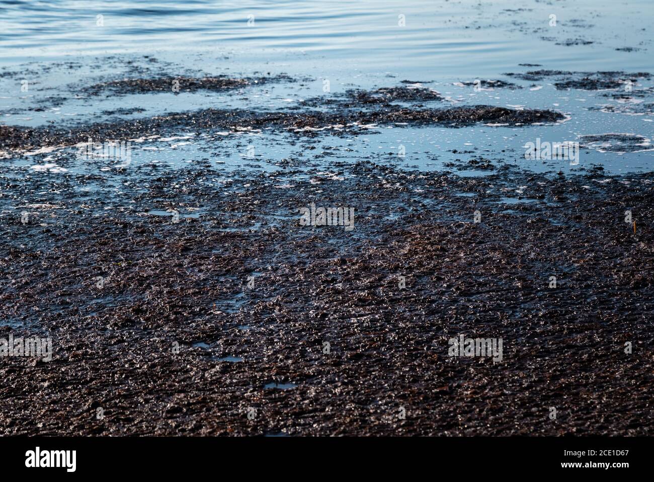 Dark smelly waste on the water surface. Ocean pollution, environmental ...
