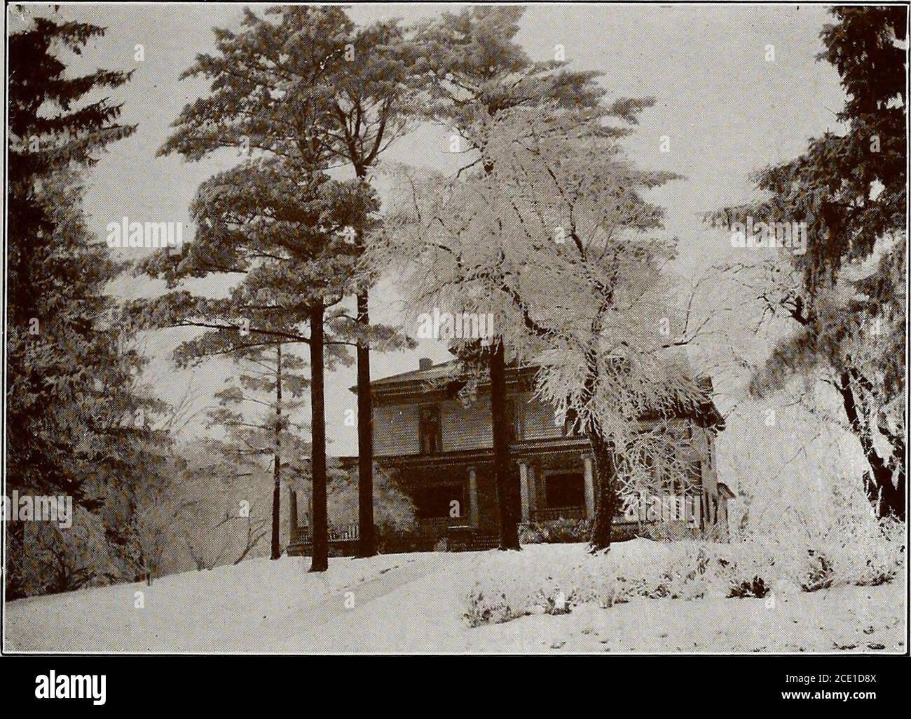 Official flower of chicago hi-res stock photography and images - Alamy