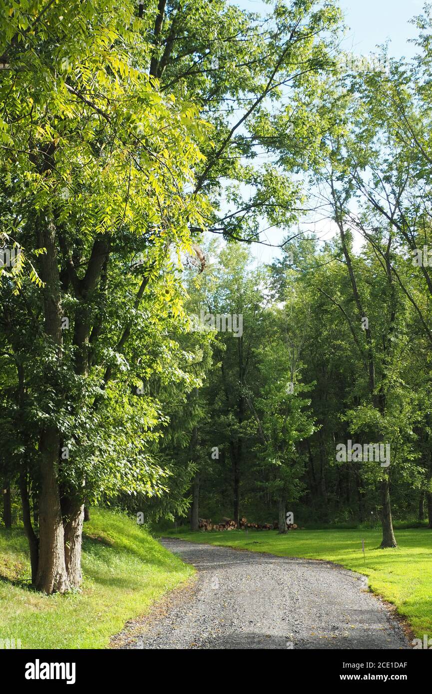 The path goes through the woods Stock Photo - Alamy